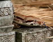 Home [kismapreserve.org]